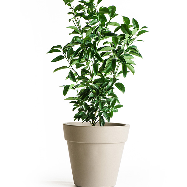 Honey Tangerine | Murcott Mandarin Tree | Murcott Tangerine | Citrus.com Honey Tangerine | Murcott Mandarin Tree | Murcott Tangerine | Citrus.com